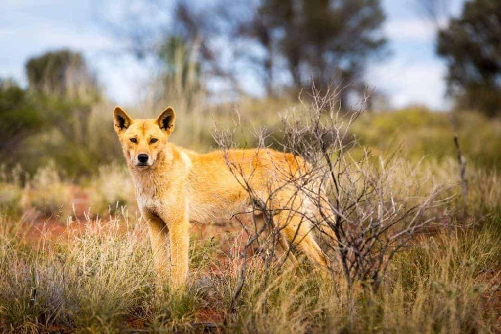 Planning a road trip through the Australian outback